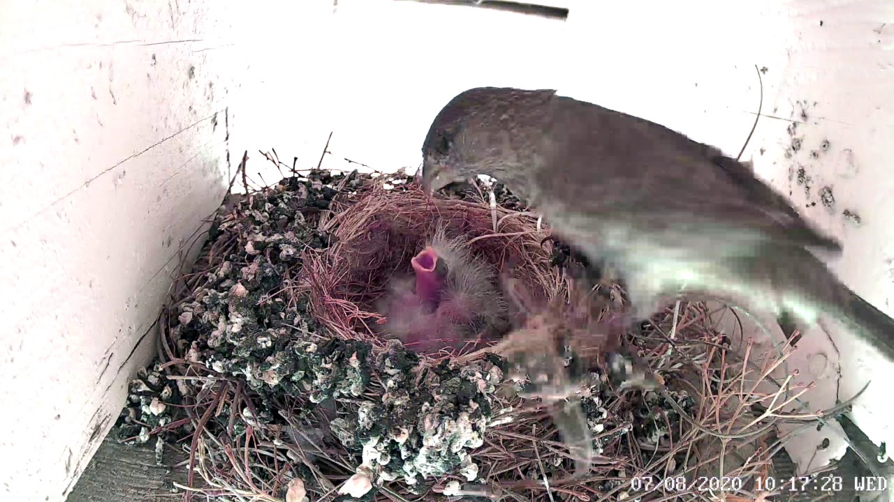 Finch Nest Story, Hatchling #4 HD 720p - YouTube