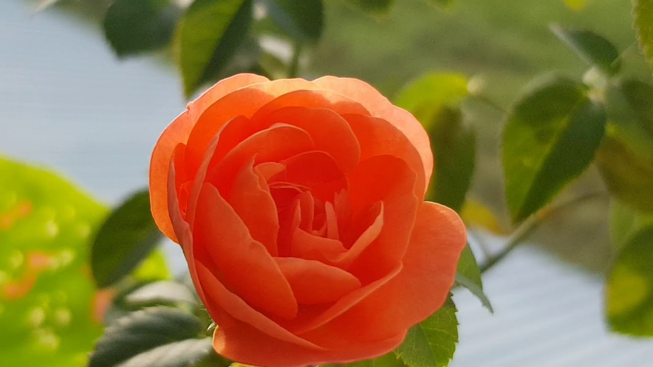 Hoa Hồng Tezza - tezza rose in the wind - YouTube