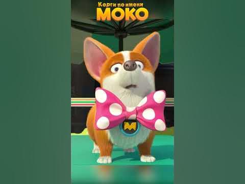 Моко влюбился?!#MOCO#коргипоименимоко#shorts - YouTube