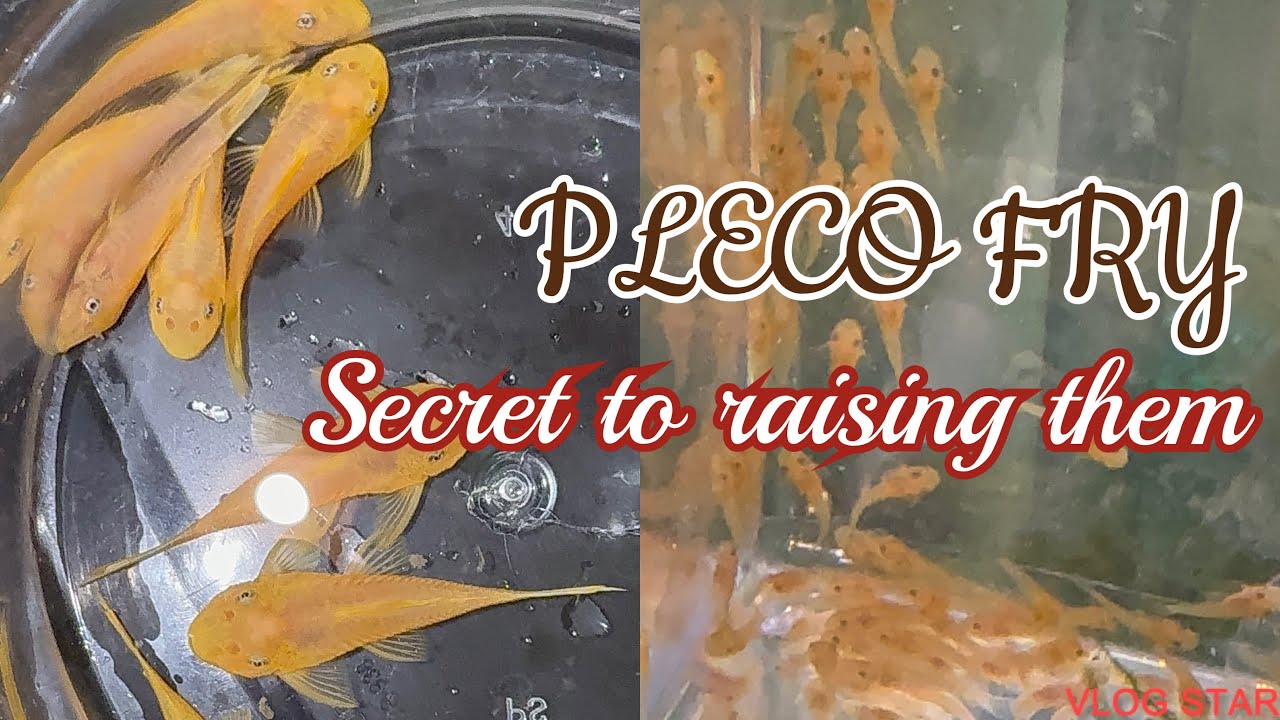 Pleco FRY: The secret to raising them! - YouTube
