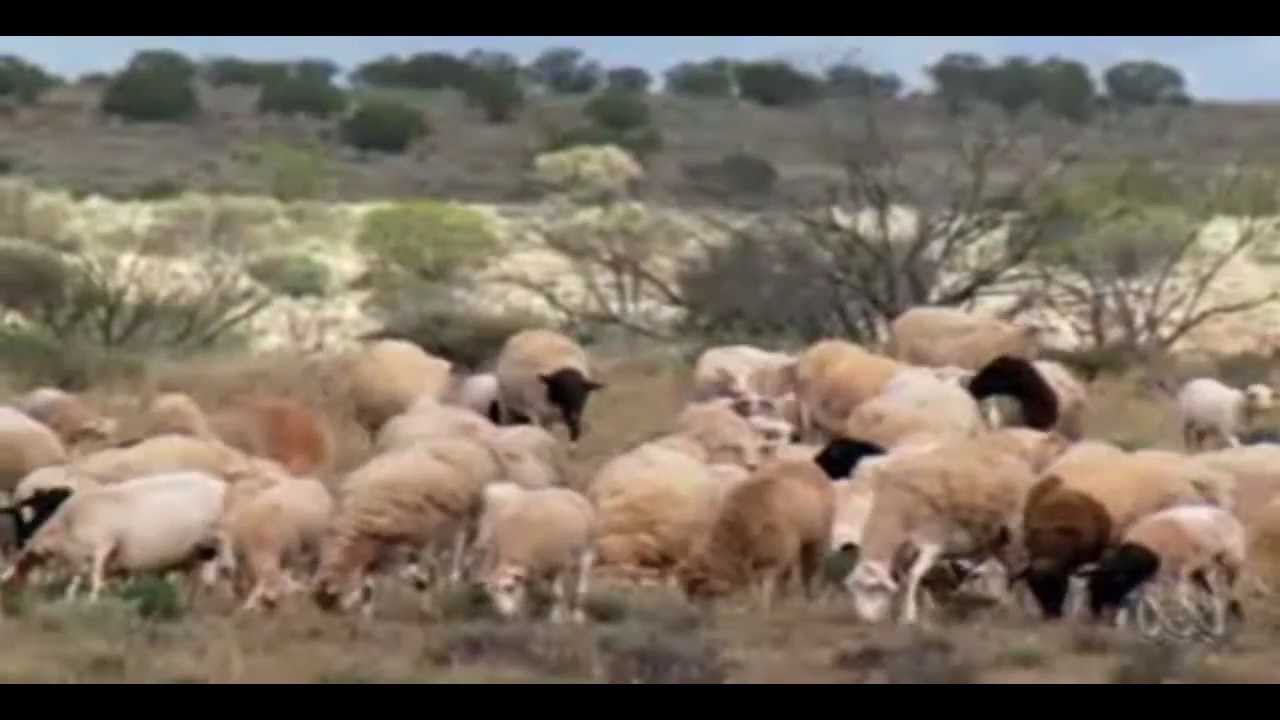 Dorper Sheep Thrive in Outback Australia - YouTube