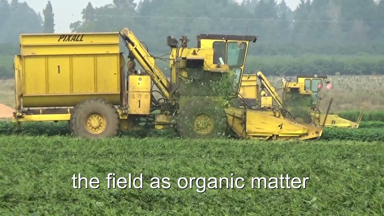 How Green Beans are Harvested - YouTube
