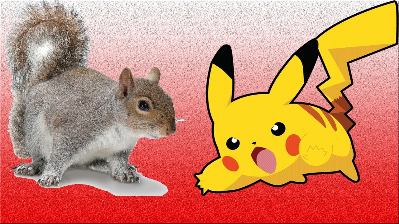 Pikachu Design Was Based On A Squirrel Not A Mouse - YouTube