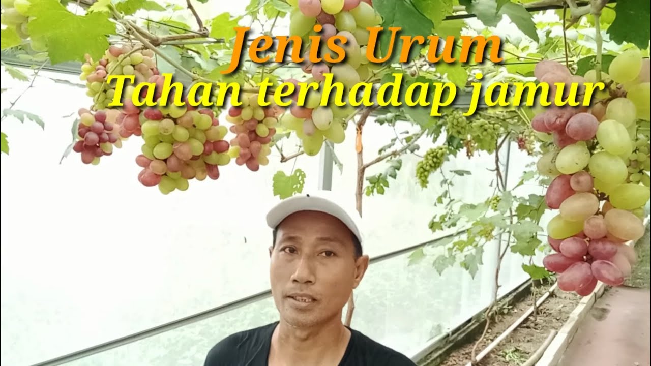 Anggur jenis urum lebih tahan terhadap jamur - YouTube