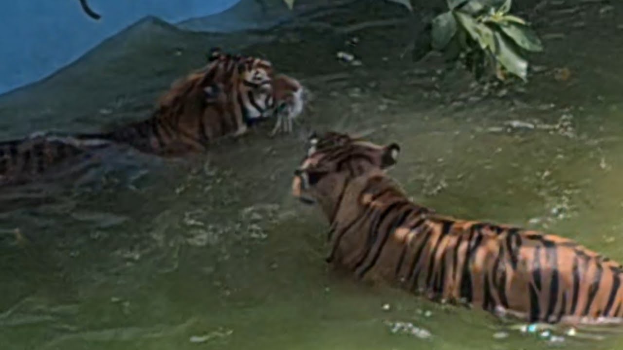 That Tiger bite must have hurt! - YouTube