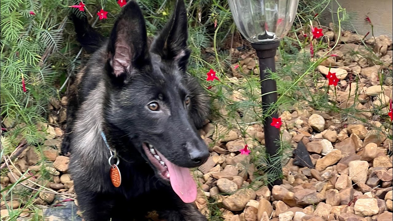 Smartest “FCI Dutch shepherd pup “Mika obedience training journey ...