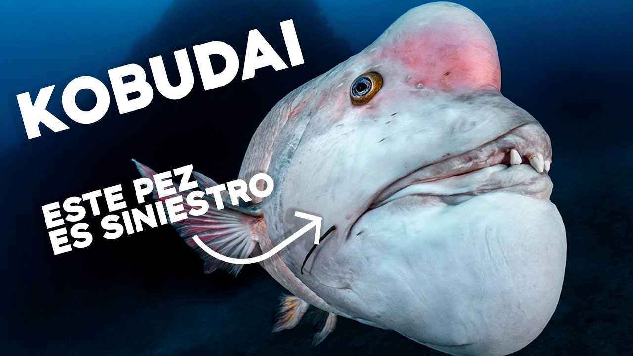 CURIOSIDADES - EL KOBUDAI, el pez que es amigo de un buceador - YouTube