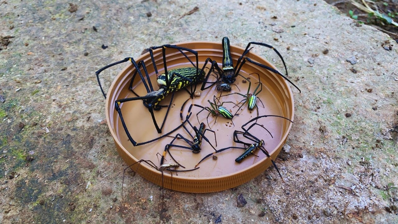 "Epic Spider Hunt: Exploring and Capturing Thousands of Spider Species ...