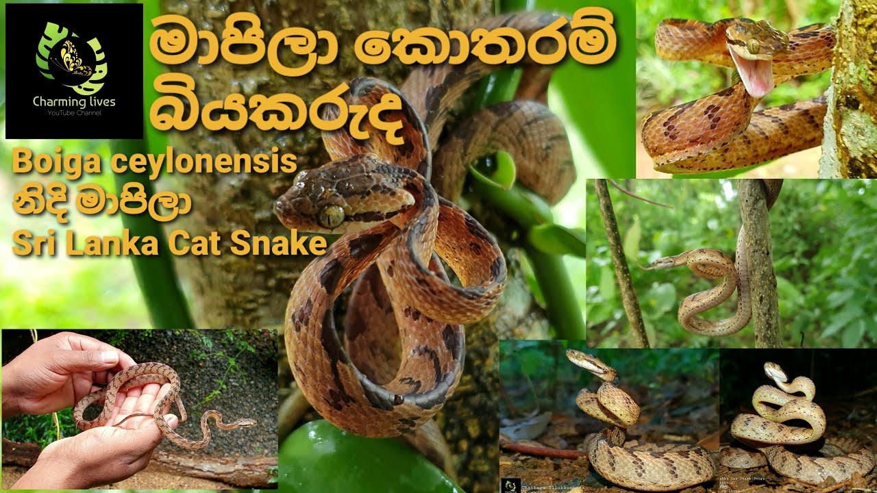 Snakes of Sri Lanka | නිදි මාපිලා | Sri Lankan Cat Snake | Boiga ...