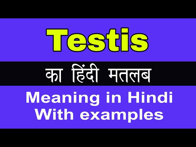 Internal Structure Of Testis Class 12 Lecture 12 53 Off