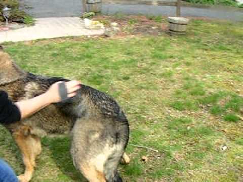 Brushing German Shepherd using a curry comb - YouTube