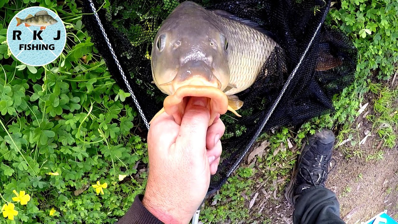 Fishing for fat winter carp - YouTube