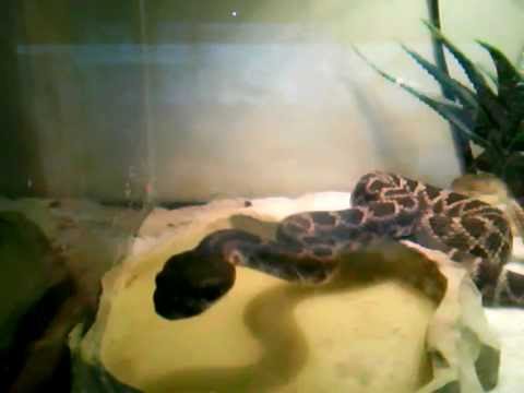 Rattlesnake Bites baby rat - YouTube