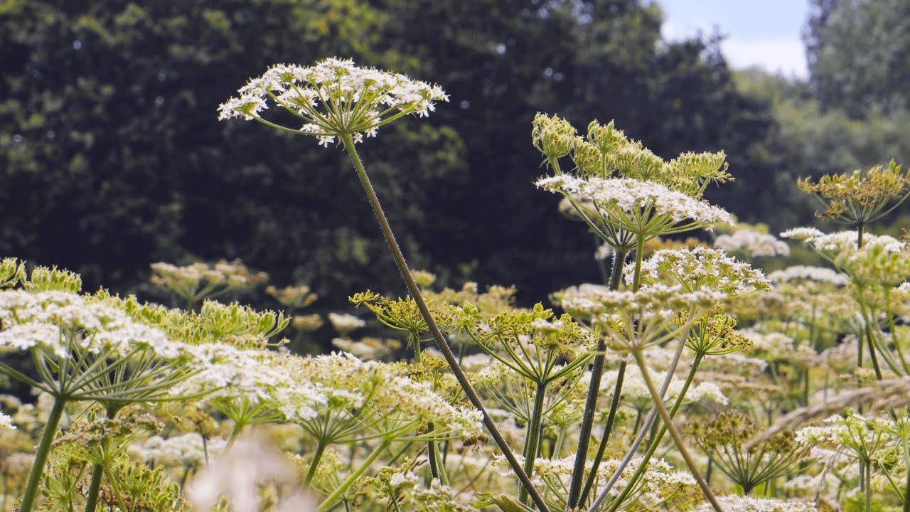 Almanac - On a Crewless Vessel (Soundtrack) [Official Video] - YouTube
