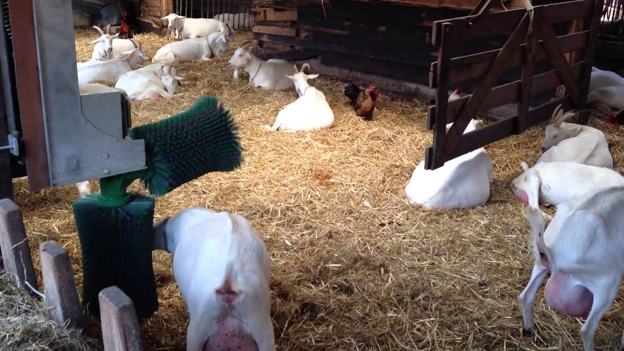 Goat scratching machine - YouTube