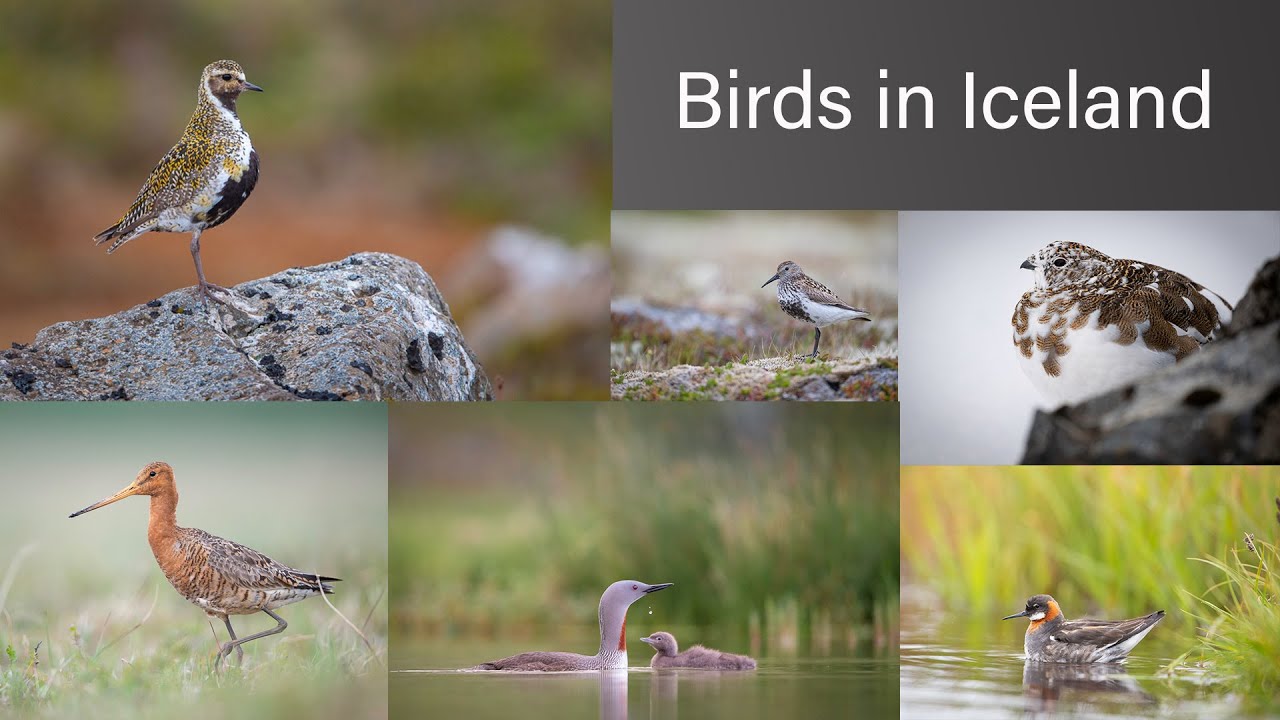Birds in Iceland. Spring 2020. - YouTube