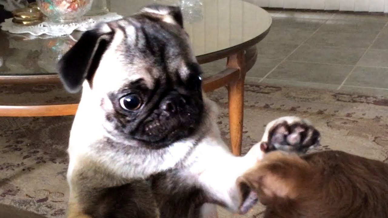 The Best Animal Videos of the Week! Funny Animals - YouTube