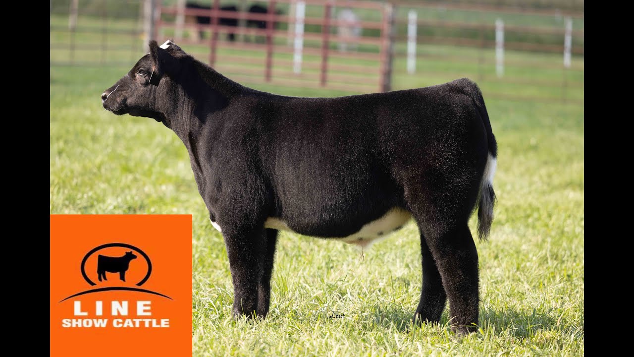 Tag 115 - Line Show Cattle - YouTube