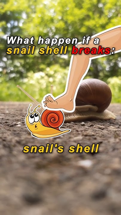 🐌🤔If A Snail's Shell Breaks...#facts #shorts - YouTube