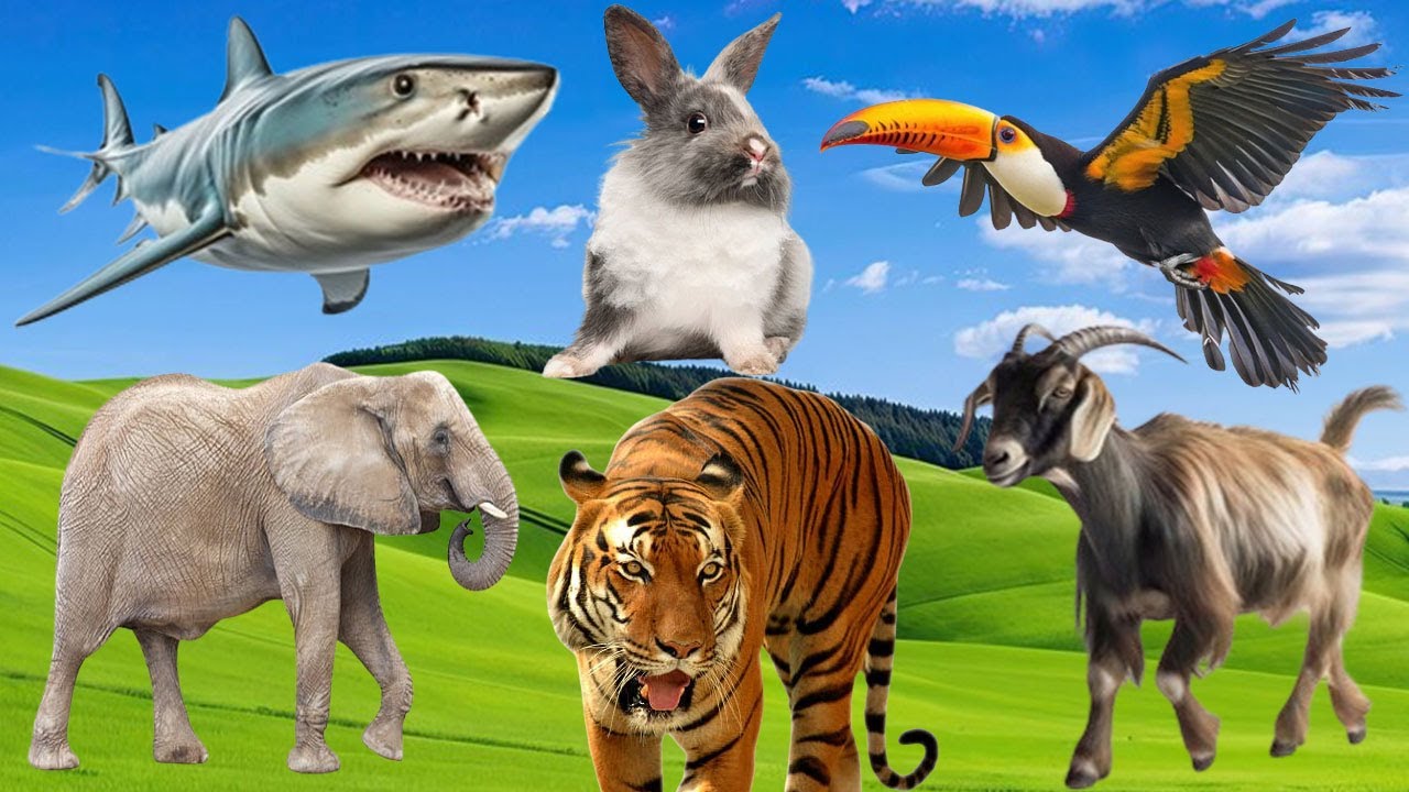 Bustling Animal World Sounds Around Us - Boar, Caracal, Armadillo ...