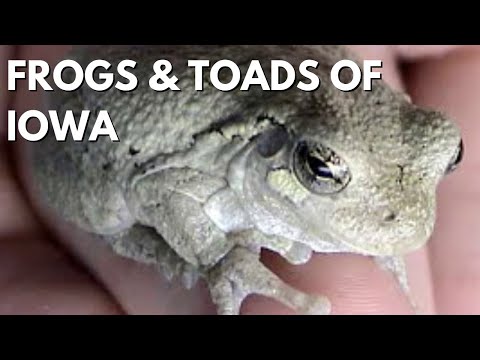 Frogs and Toads of Iowa - YouTube