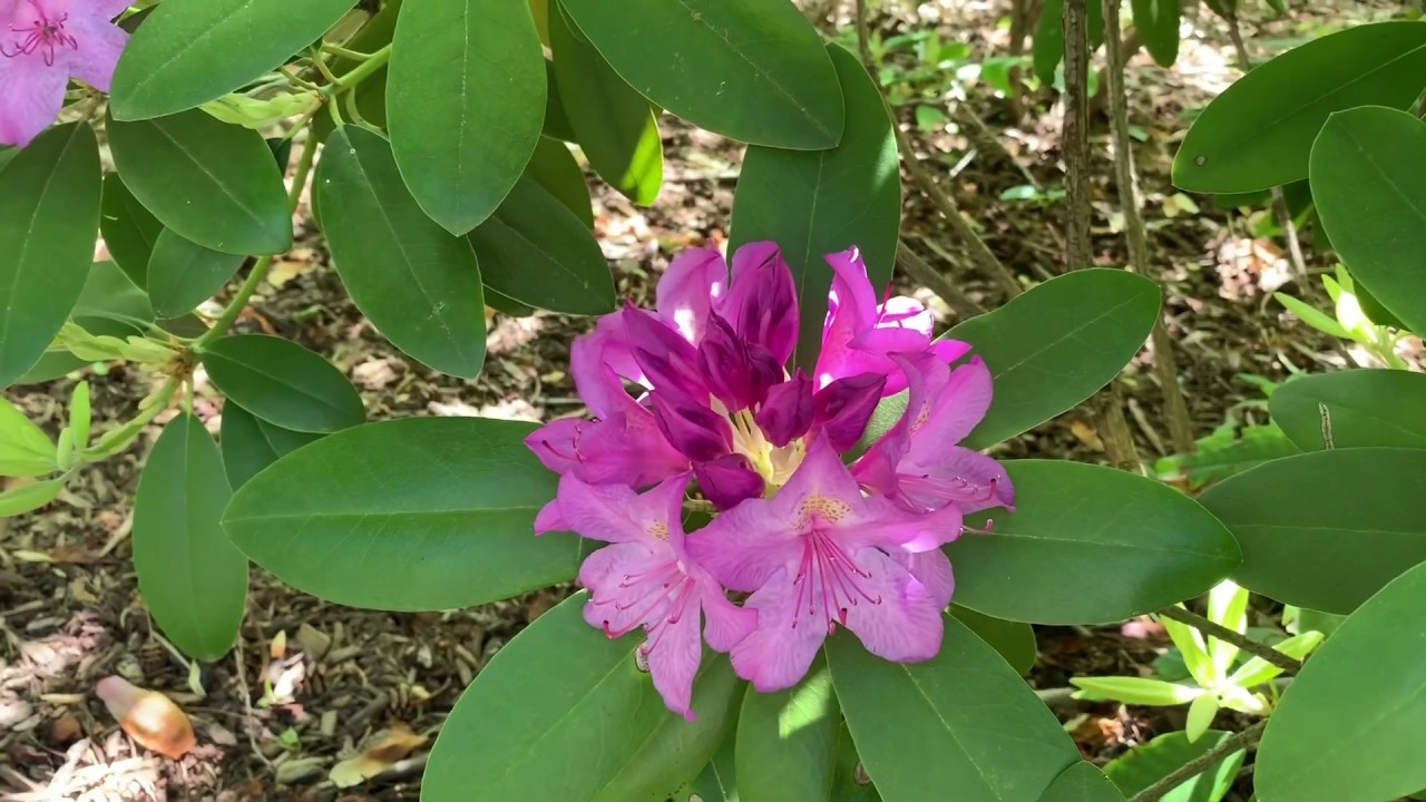 Spring Blossoms 2020 in Prospect Garden- Princeton University /Hoa cỏ ...