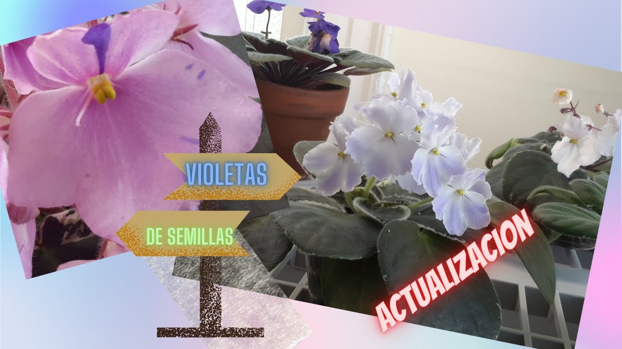 Actualizacion de mi siembra de violetas africanas de semillas - YouTube