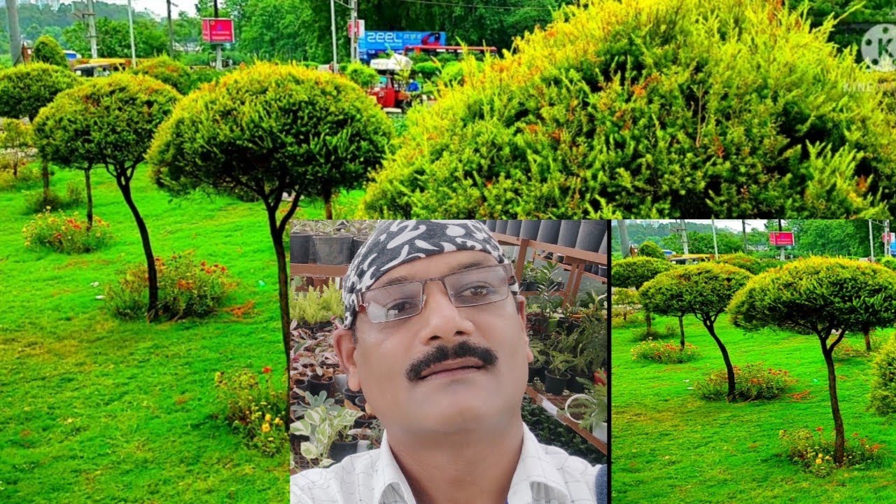 Golden bottle brush plant 🎄tapori plant - YouTube