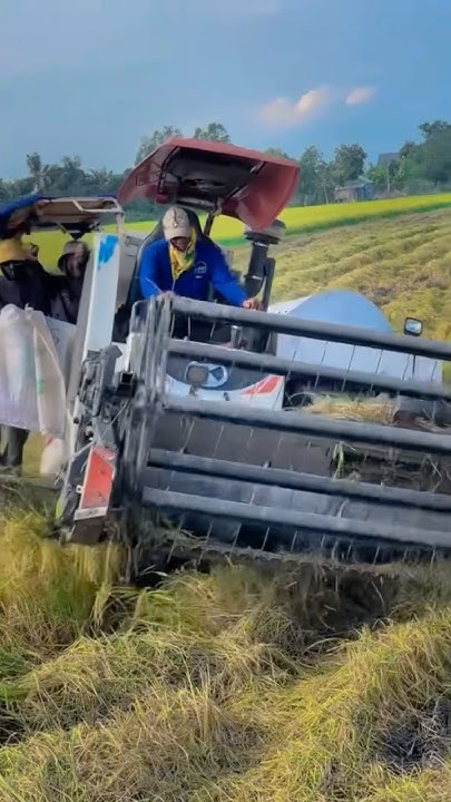 Máy Cắt Lúa 🌾 - YouTube