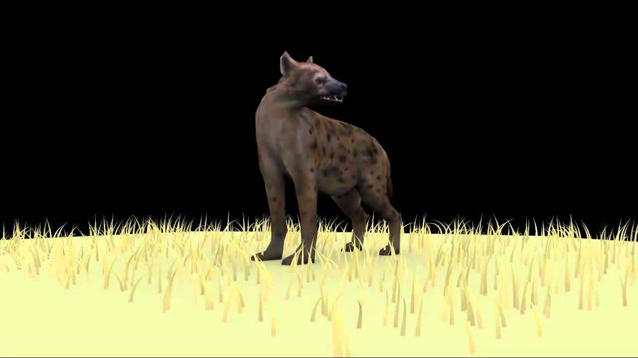 Hyena Animation - YouTube
