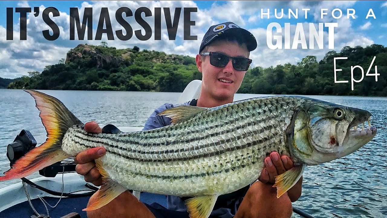 MASSIVE Tiger! Hunt for a Giant Tiger Fish episode 4 - YouTube