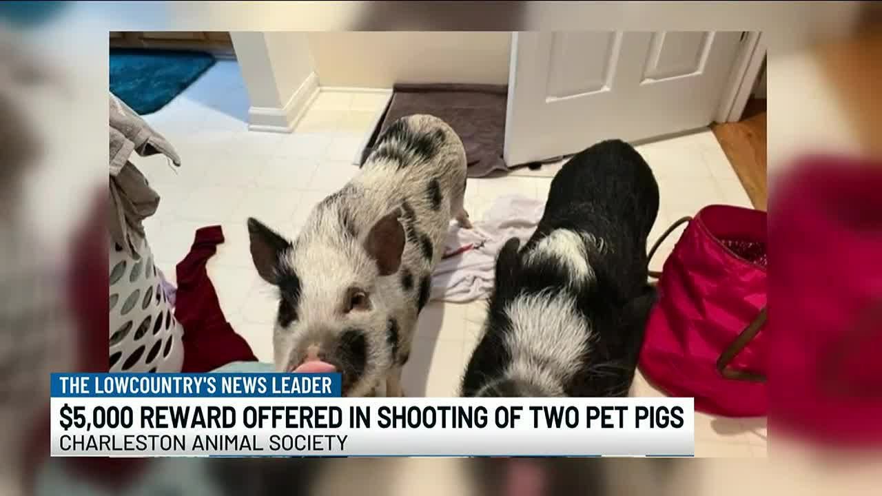 VIDEO: $5,000 reward offered in shooting of two pet pigs - YouTube