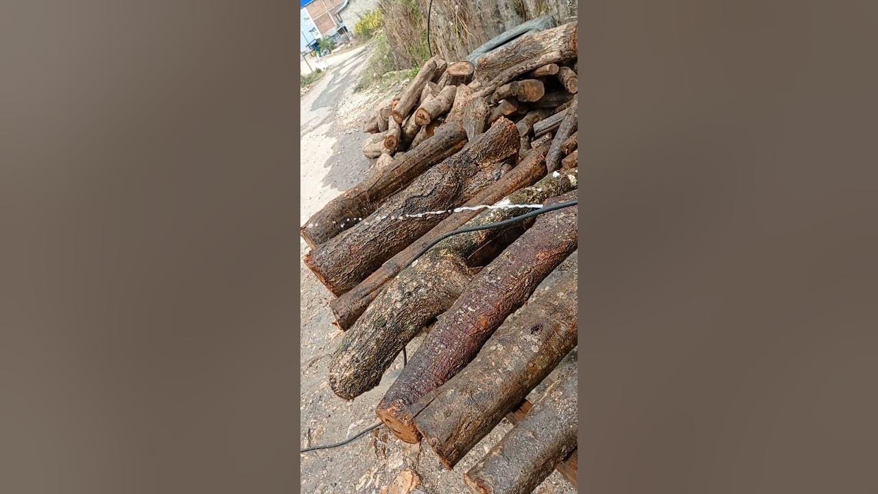 Funny wood Logs#shorts - YouTube