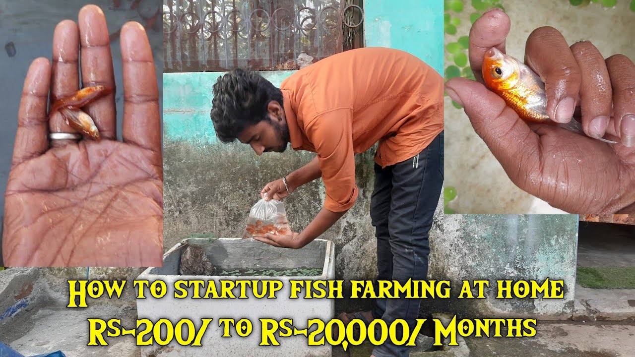 How to startup fish farming at home Fishes. Rs-200/ Investment. Income ...