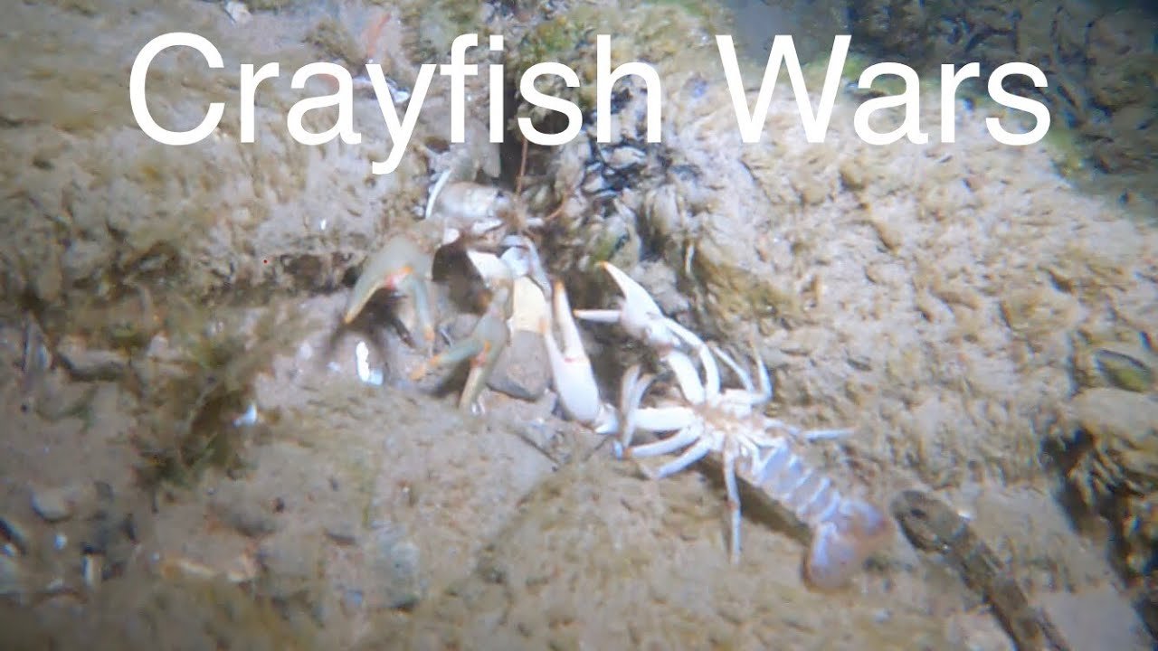 The Great Crayfish War Of 2023 - YouTube