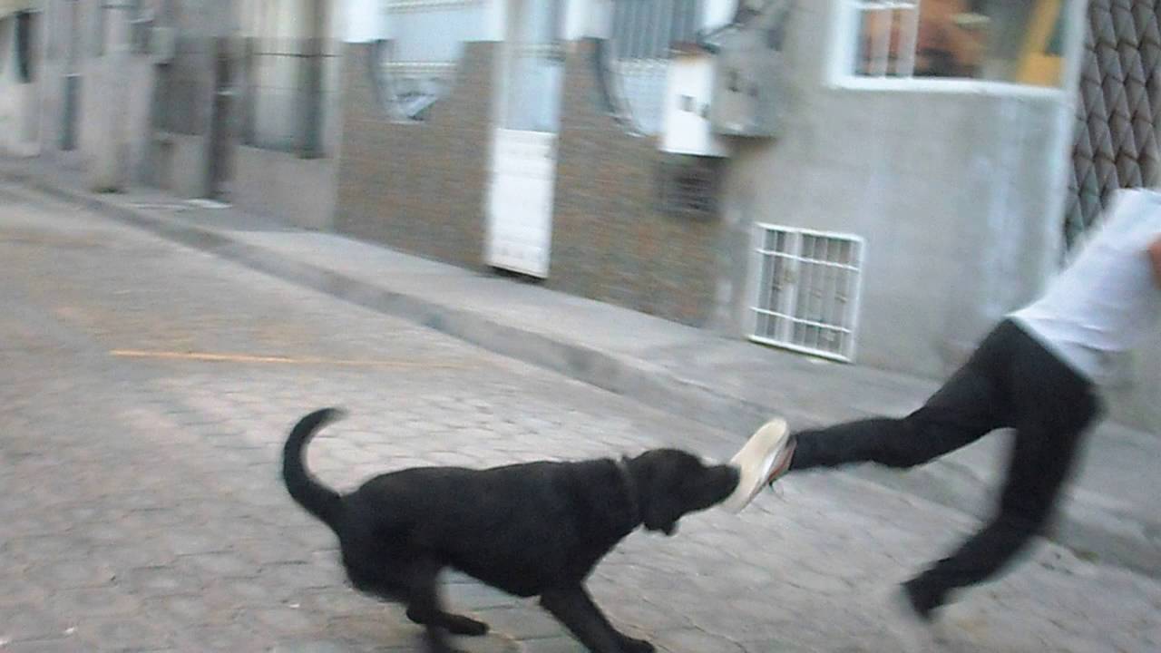 perro vs humano - YouTube