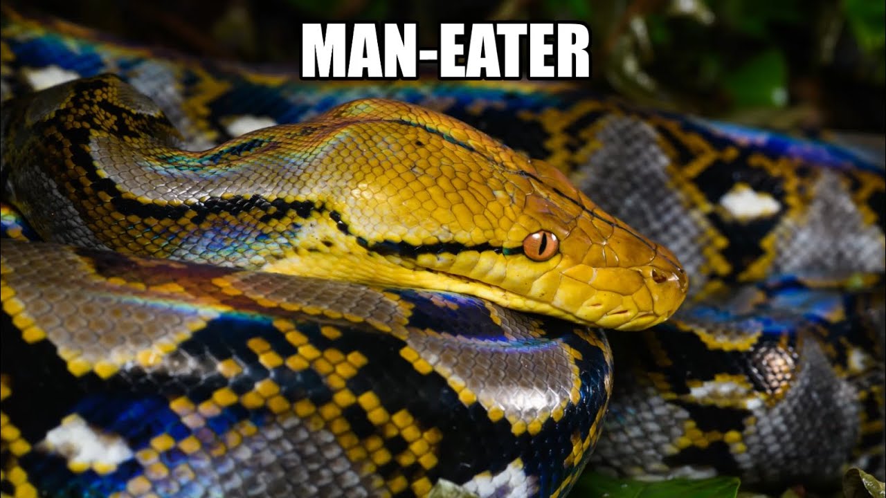 Reticulated Python The Longest Snake In The World YouTube reticulated-python-the-longest-snake-in-the-world-youtube