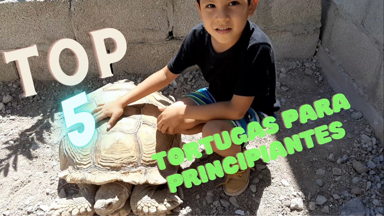 Top 5 Tortugas para principiantes - YouTube