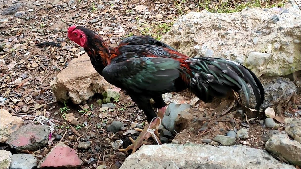 Dumi ng manok pataba sa halaman |Backyard farming - YouTube