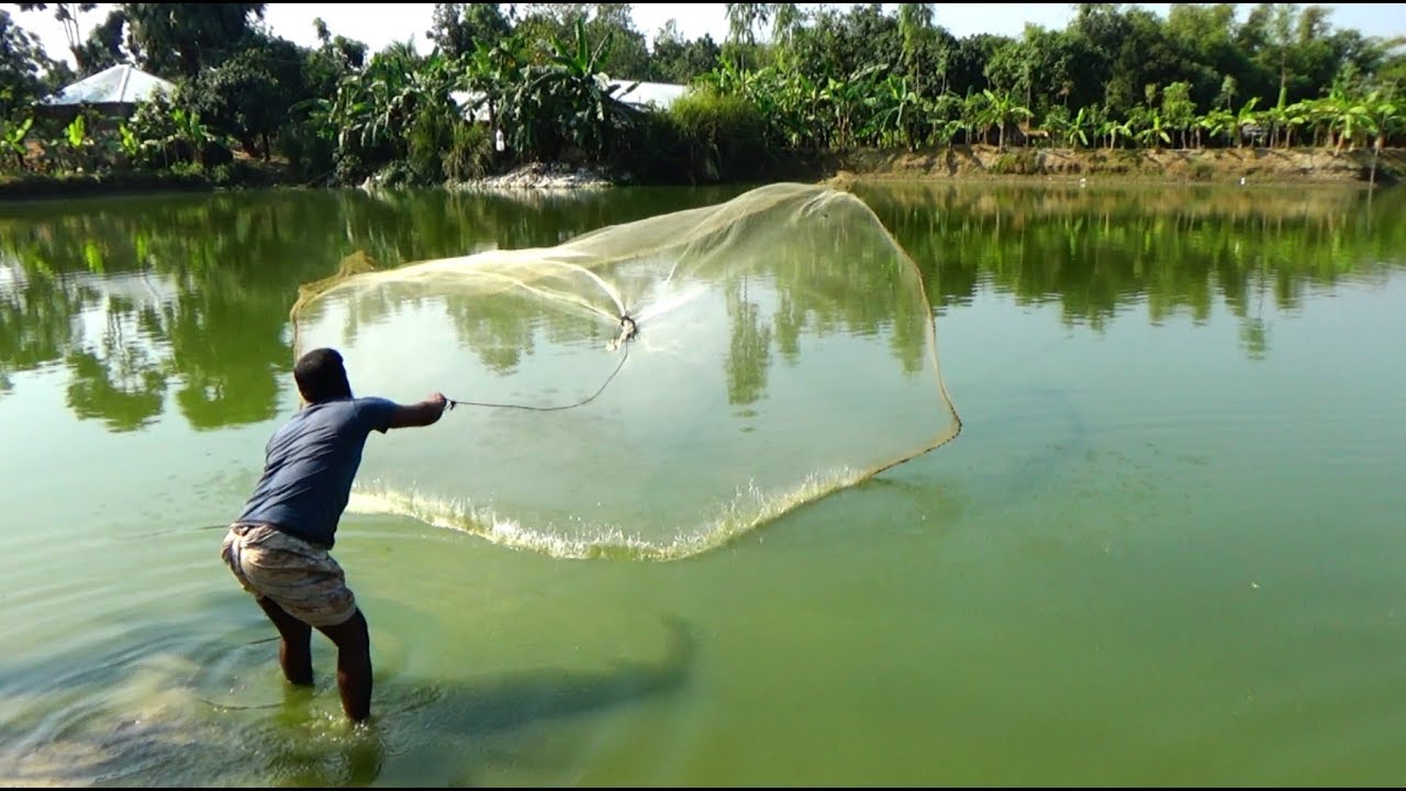 Net Fishing | Catching Fish With Cast Net | Net Fishing in the village ...