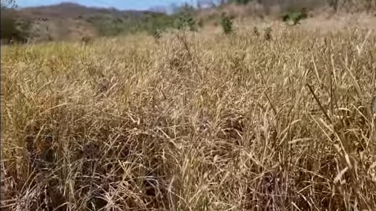 LA GUINEA CRIOLLA UNO DE LOS MEJORES PASTOS DE PRADERAS PARA EL GANADO ...