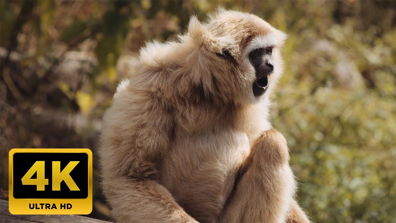 Gibbons: The Acrobatic Apes of the Forest - YouTube