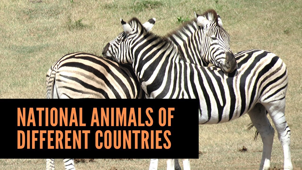 National Animals of Different Countries | Around The World - YouTube