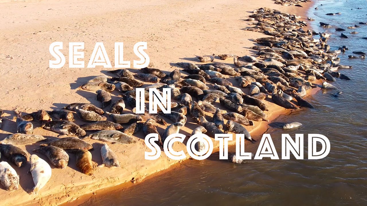 SEALS in Scotland 🏴󠁧󠁢󠁳󠁣󠁴󠁿 || সবচে বেশি শীল এখানেই দেখা যায় - YouTube