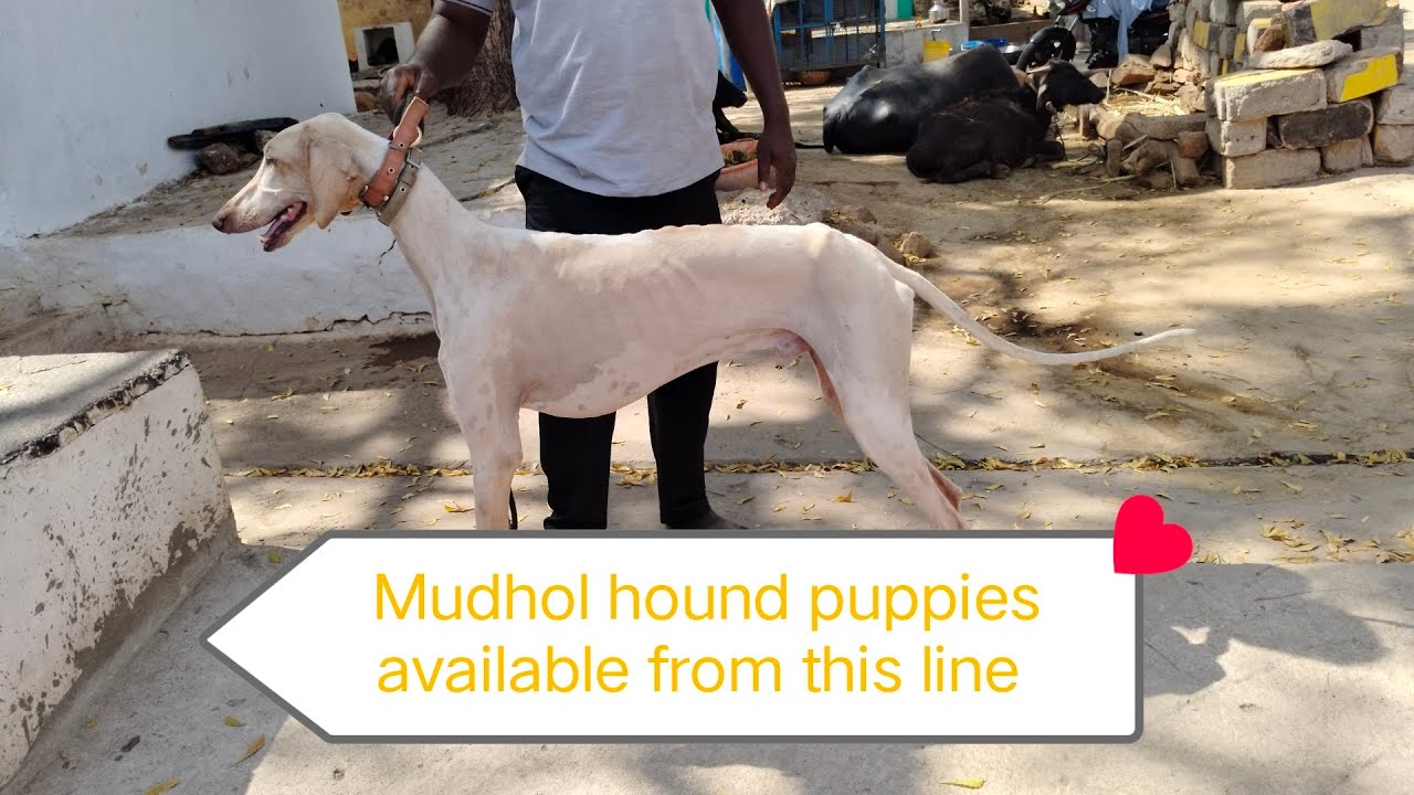 Mudhol hound puppies available heavy bone 8762722679 father height 33.5 ...