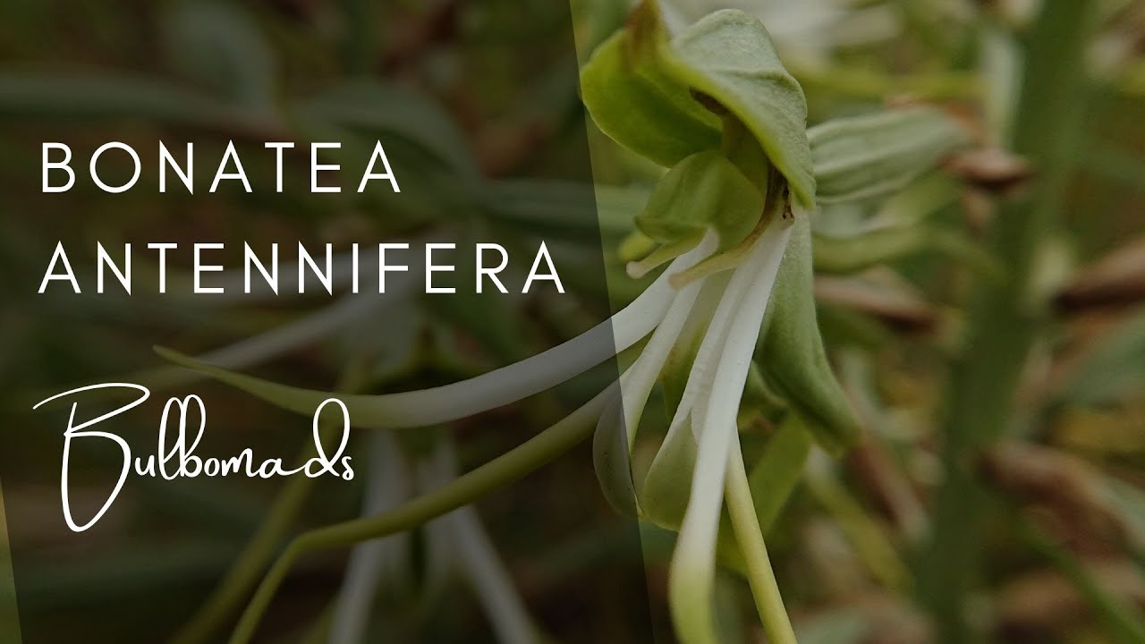 Species Highlight - Bonatea antennifera - YouTube