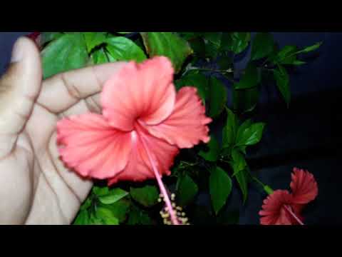 Gulhad -Hibiscus (ईश्वरीय ऊर्जा से भरपूर यह फूल माता के चरणों में ...