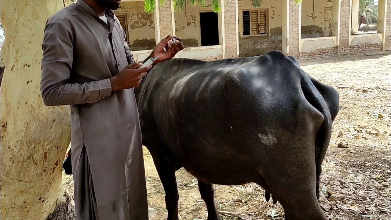 Buffalo Fungi treatment injection veterinary hospital - YouTube
