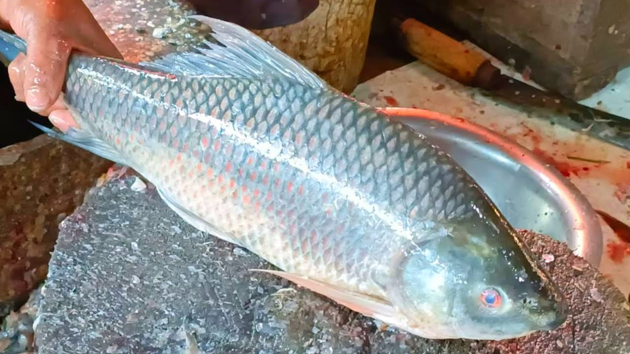 Big Kali Baus Fish Cutting||Amazing Fish Cutting Skills||Live Fish ...