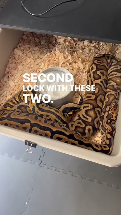 Second Lock For This Pair Of Ball Pythons! #Shorts - YouTube